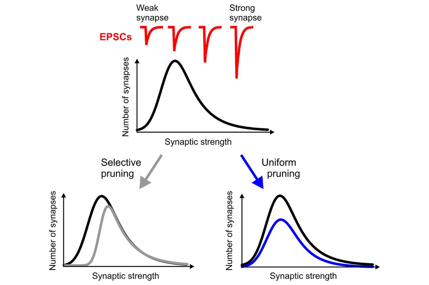 Biological Psychiatry: Strength of Excitatory Inputs to Layer 3 Pyramidal Neurons During ...